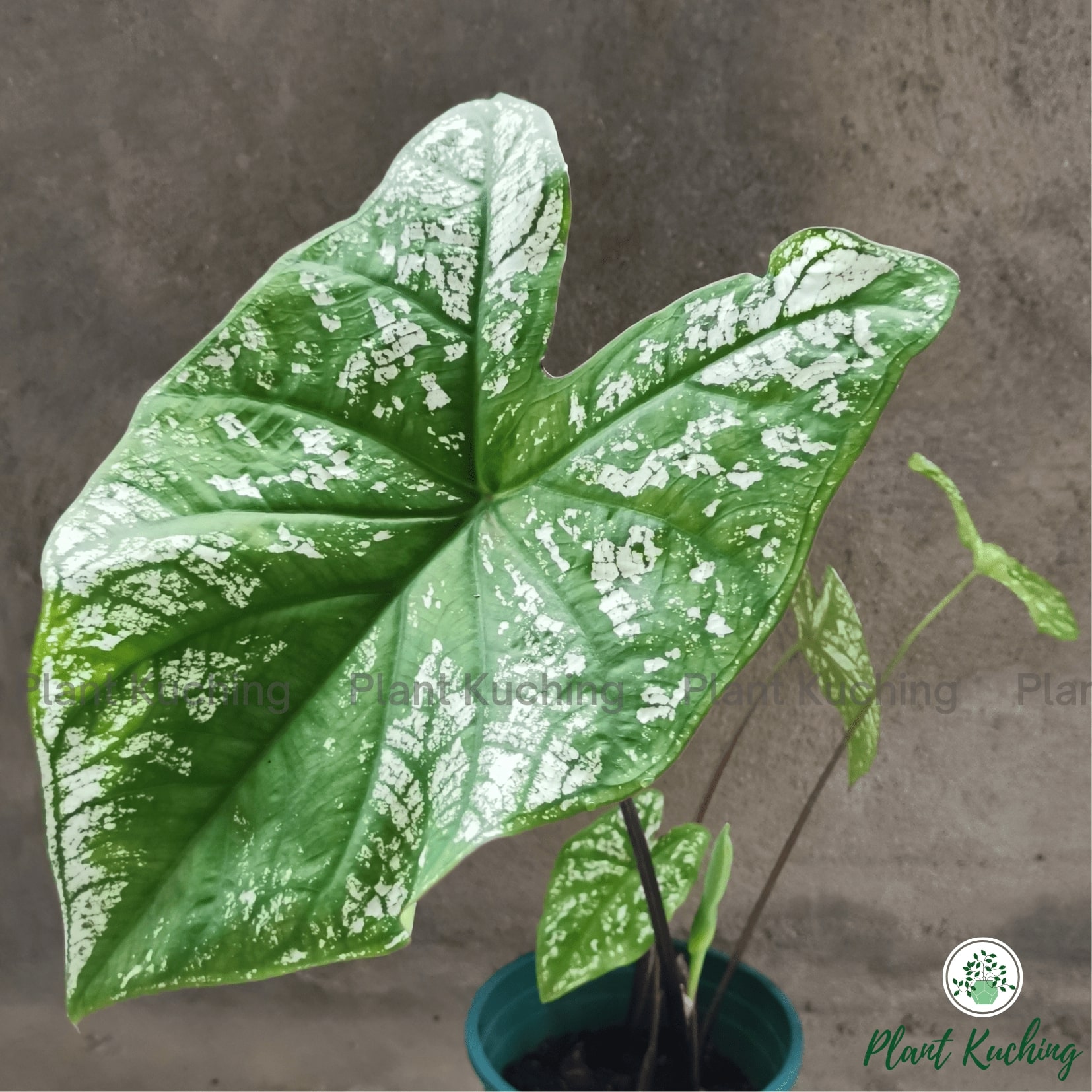 Welcome to Plant Kuching – Plant Kuching